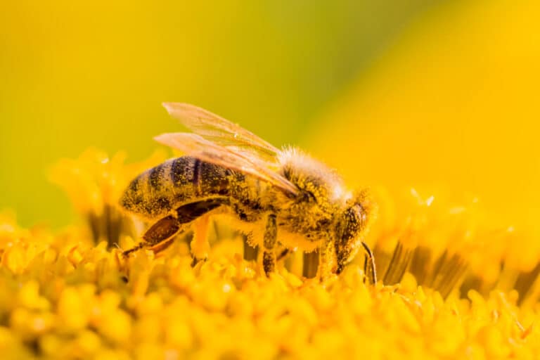 What Is Pollen (What Does It Do And Why Is It Essential)? - Gardenia ...