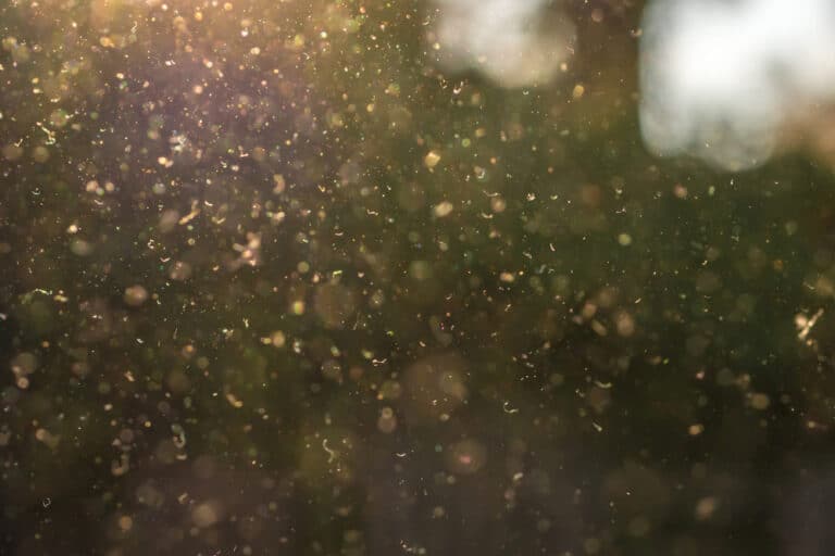Why Is Pollen Important (And Why Should You Care)? - Gardenia Organic