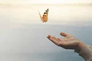 Can You Touch Butterflies? Will They Die? - Gardenia Organic