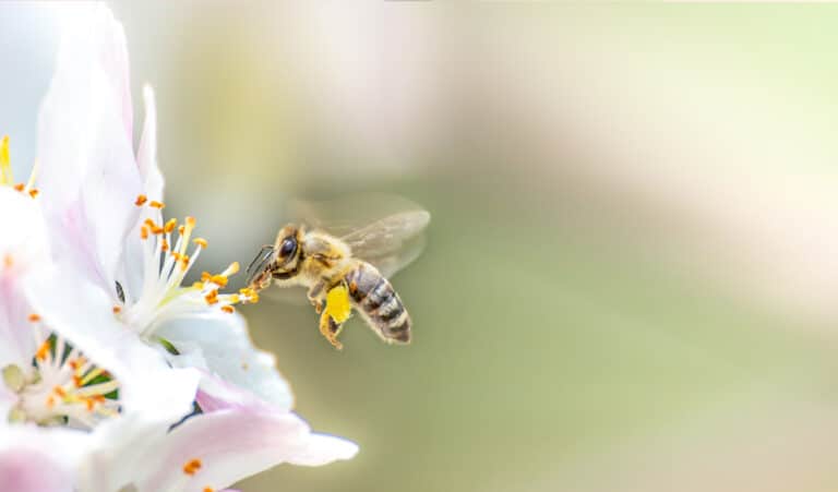 Why Is Pollen Important (And Why Should You Care)? - Gardenia Organic