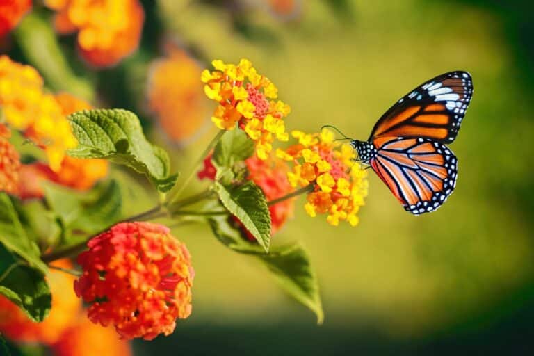 What Do Butterflies Eat (And How Can You Feed Them)? - Gardenia Organic