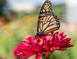 What Do Butterflies Eat (And How Can You Feed Them)? - Gardenia Organic
