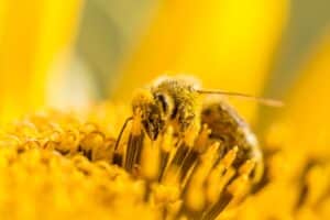 What Is Pollen (What Does It Do And Why Is It Essential)? - Gardenia ...