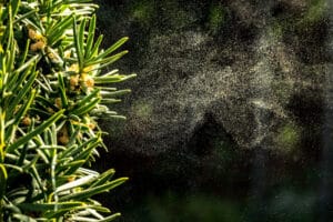 Why Is Pollen Important (And Why Should You Care)? - Gardenia Organic
