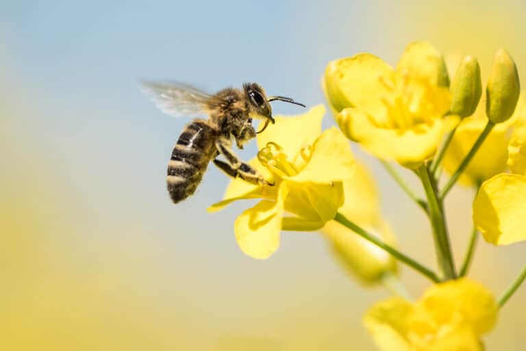 The 7 Best Ways To Naturally Get Rid Of Bees From Your Garden ...
