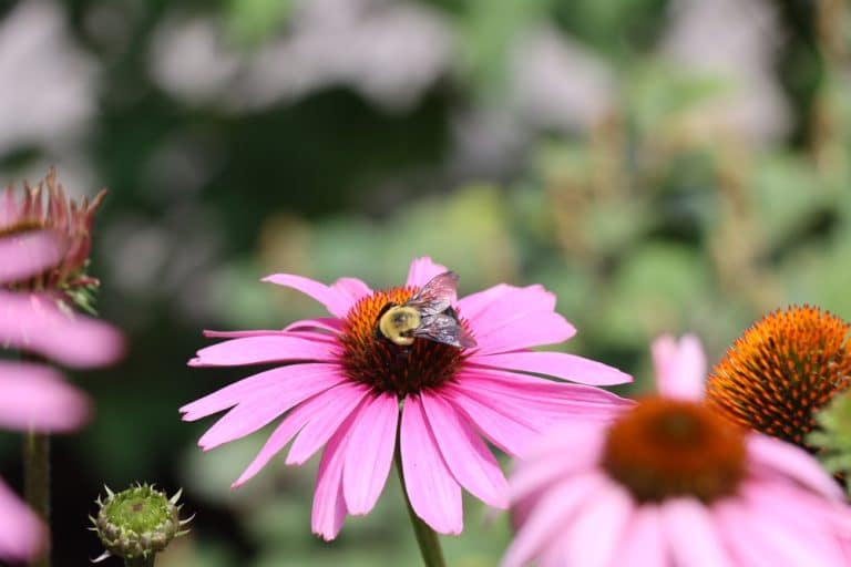 What Do Bees Eat (And What Can You Do About It)? - Gardenia Organic