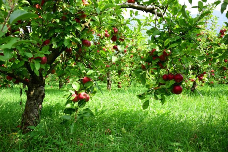 How Long Does It Take To Grow An Apple Tree? - Gardenia Organic