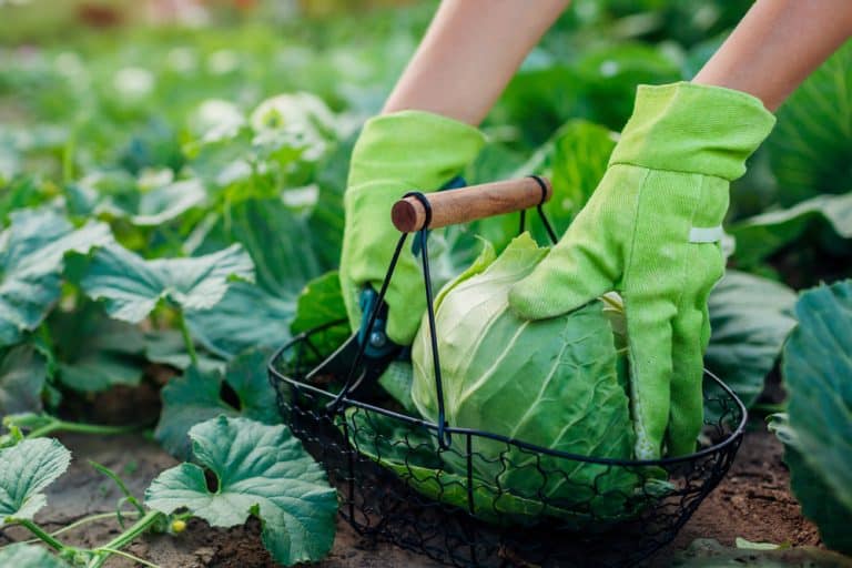 How To Clean Your Garden Vegetables So They're Safe To Eat - Gardenia ...
