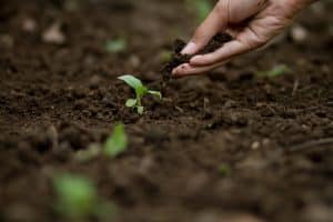 12 Effective Soil-Building Methods For Your Garden - Gardenia Organic
