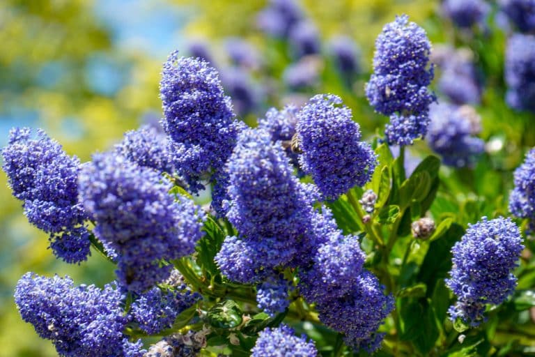 California Plant Hardiness Zones Map And Gardening Guide - Gardenia Organic