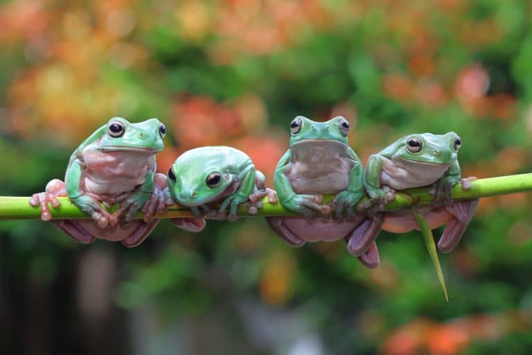 Frog-Friendly Gardens: Discover Frog's Role, Life Cycle & Habitat