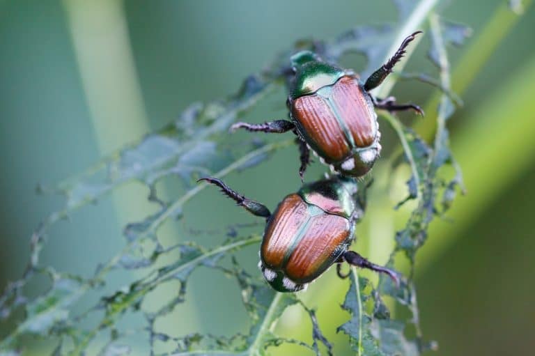 What Do Beetles Eat? Their Diet and Its Impact on Your Garden