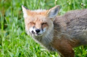 What Do Foxes Eat? Fox Diets and Feeding Habits