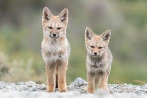 What Do Foxes Eat? Fox Diets and Feeding Habits