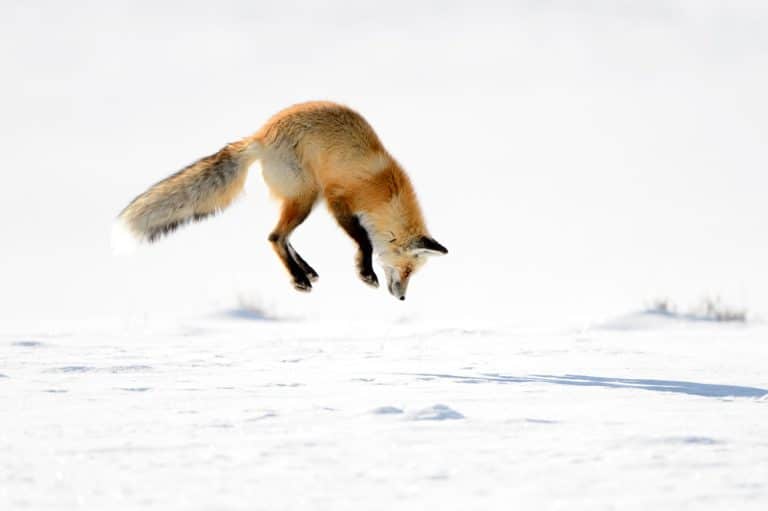 What Do Foxes Eat? Fox Diets and Feeding Habits