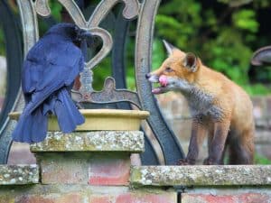 What Do Foxes Eat? Fox Diets and Feeding Habits