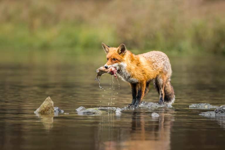What Do Foxes Eat? Fox Diets and Feeding Habits
