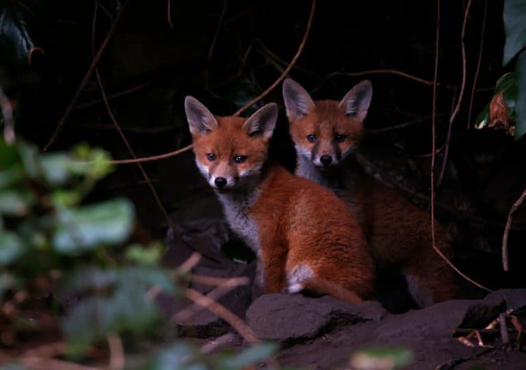 What Do Foxes Eat? Fox Diets and Feeding Habits