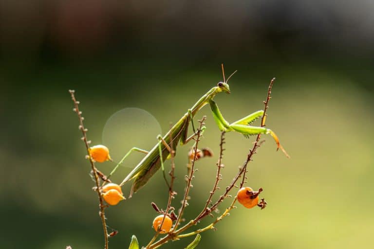 Explore the Anatomy, Habitat, and Life Cycle of the Praying Mantis