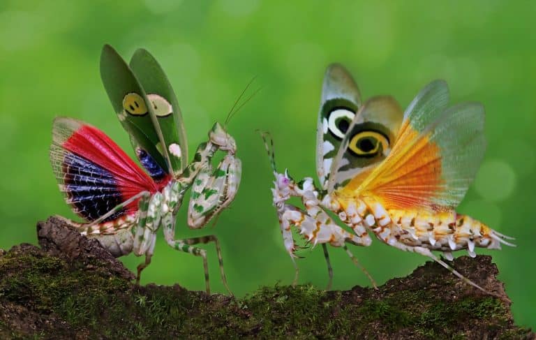 Explore the Anatomy, Habitat, and Life Cycle of the Praying Mantis