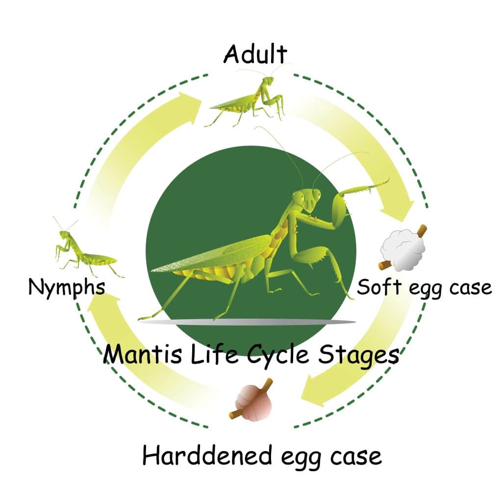 Explore the Anatomy, Habitat, and Life Cycle of the Praying Mantis