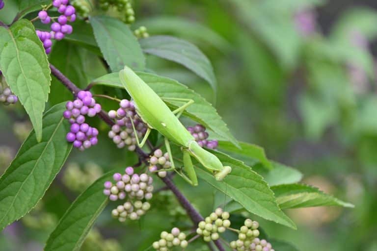 Explore the Anatomy, Habitat, and Life Cycle of the Praying Mantis