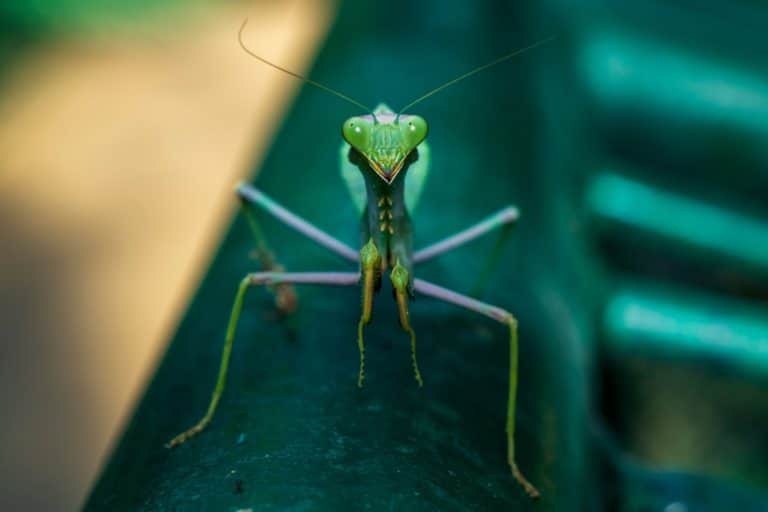 Explore the Anatomy, Habitat, and Life Cycle of the Praying Mantis