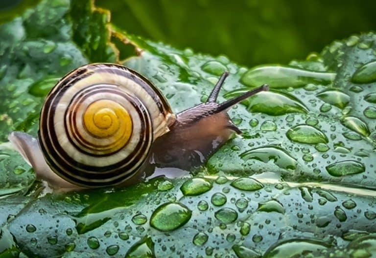 Snails In Your Garden? Here's Everything You Need To Know