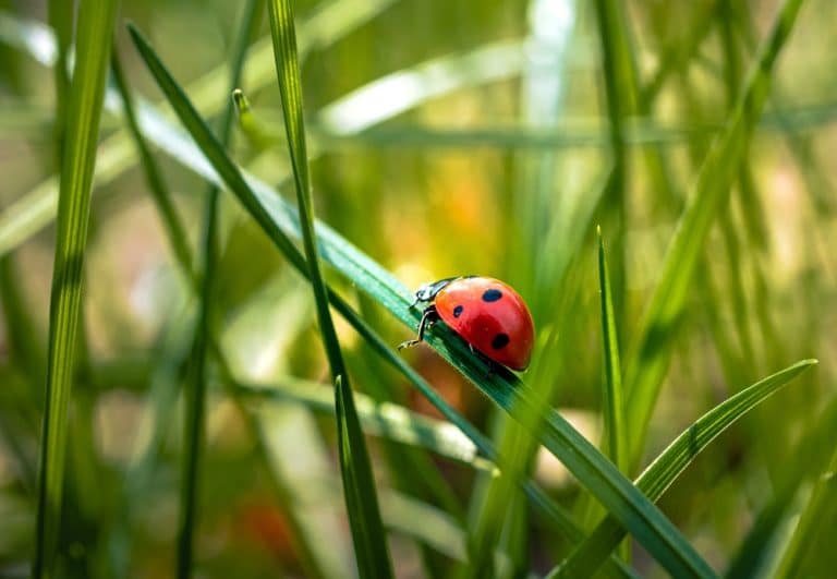 What Do Ladybugs Eat? - Gardenia Organic