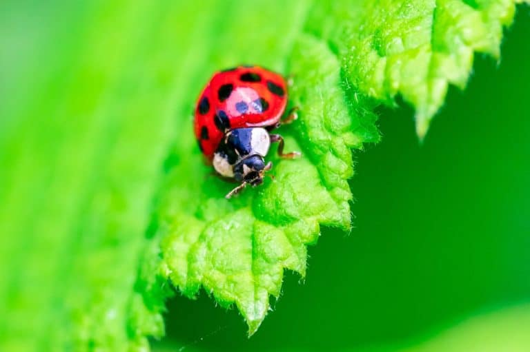 What Do Ladybugs Eat? - Gardenia Organic