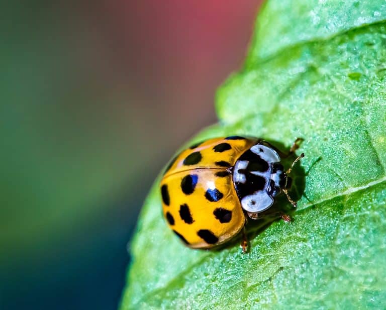 What Do Ladybugs Eat? - Gardenia Organic