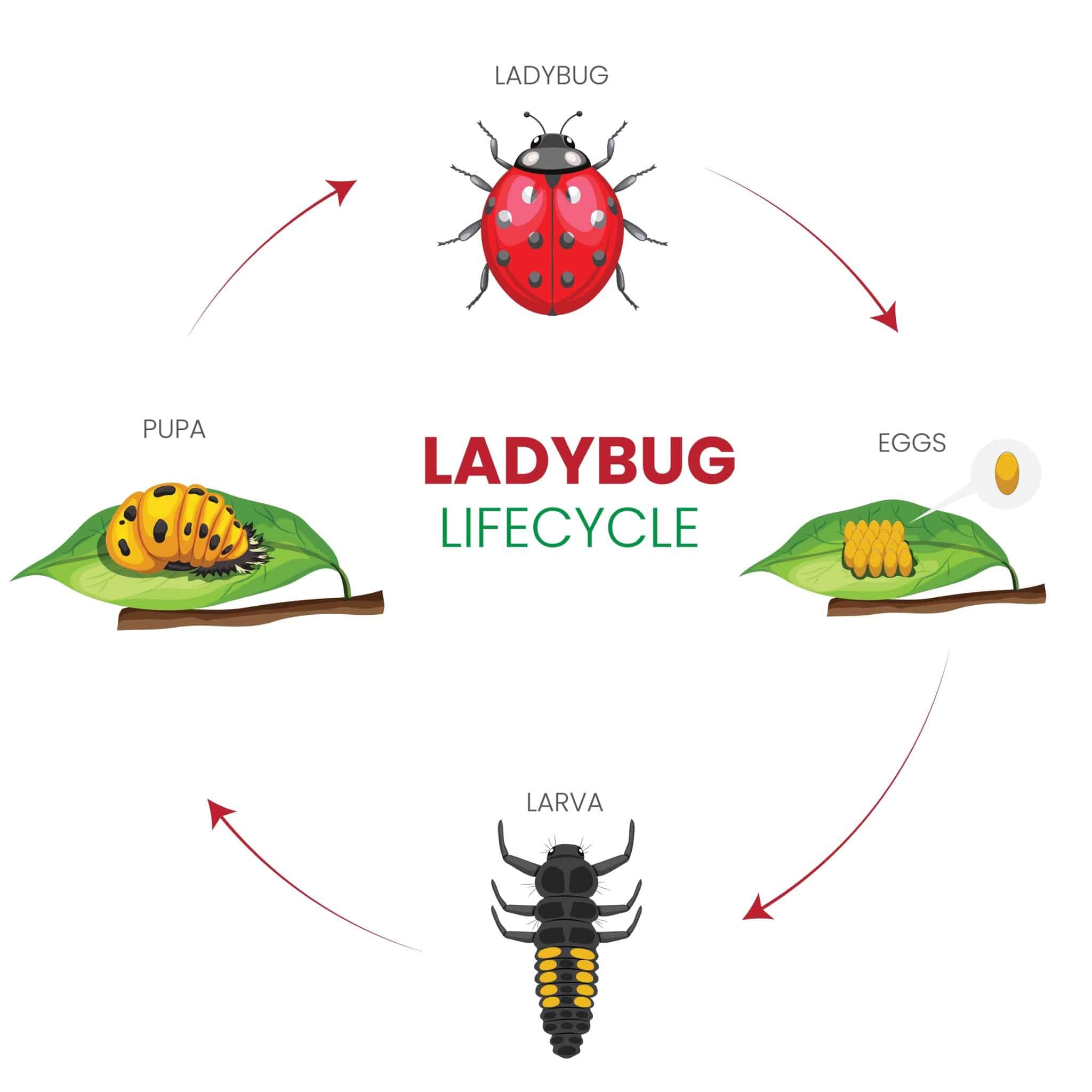What Do Ladybugs Eat? - Gardenia Organic