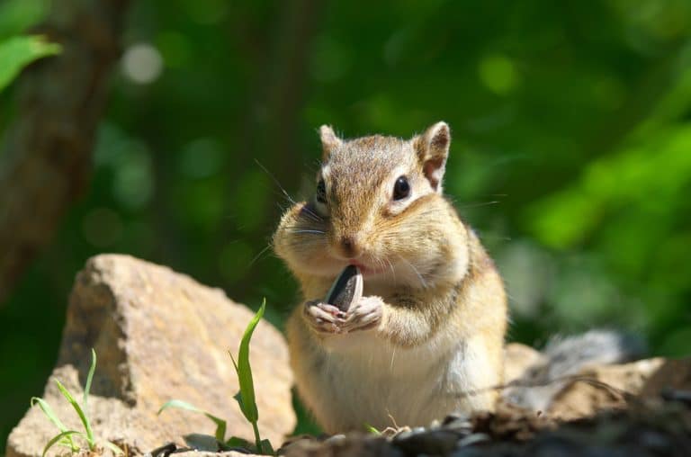 Chipmunks In Your Garden: Behavior, Diet, And Tips For Gardeners